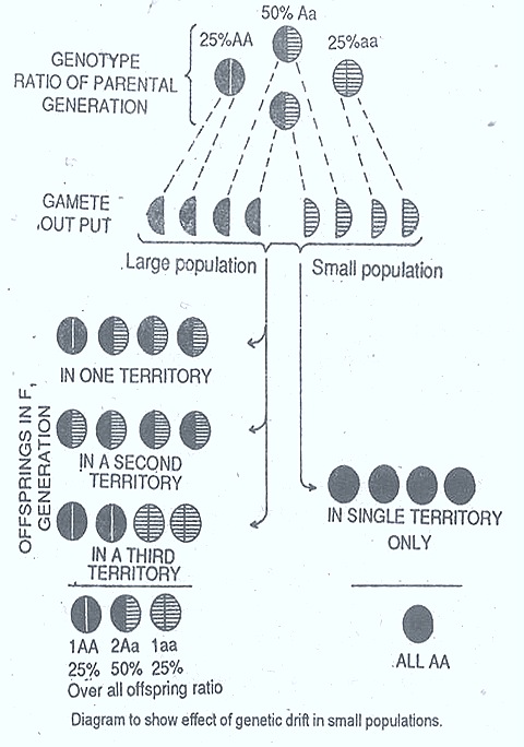 Genetic Drift | BIOZOOM